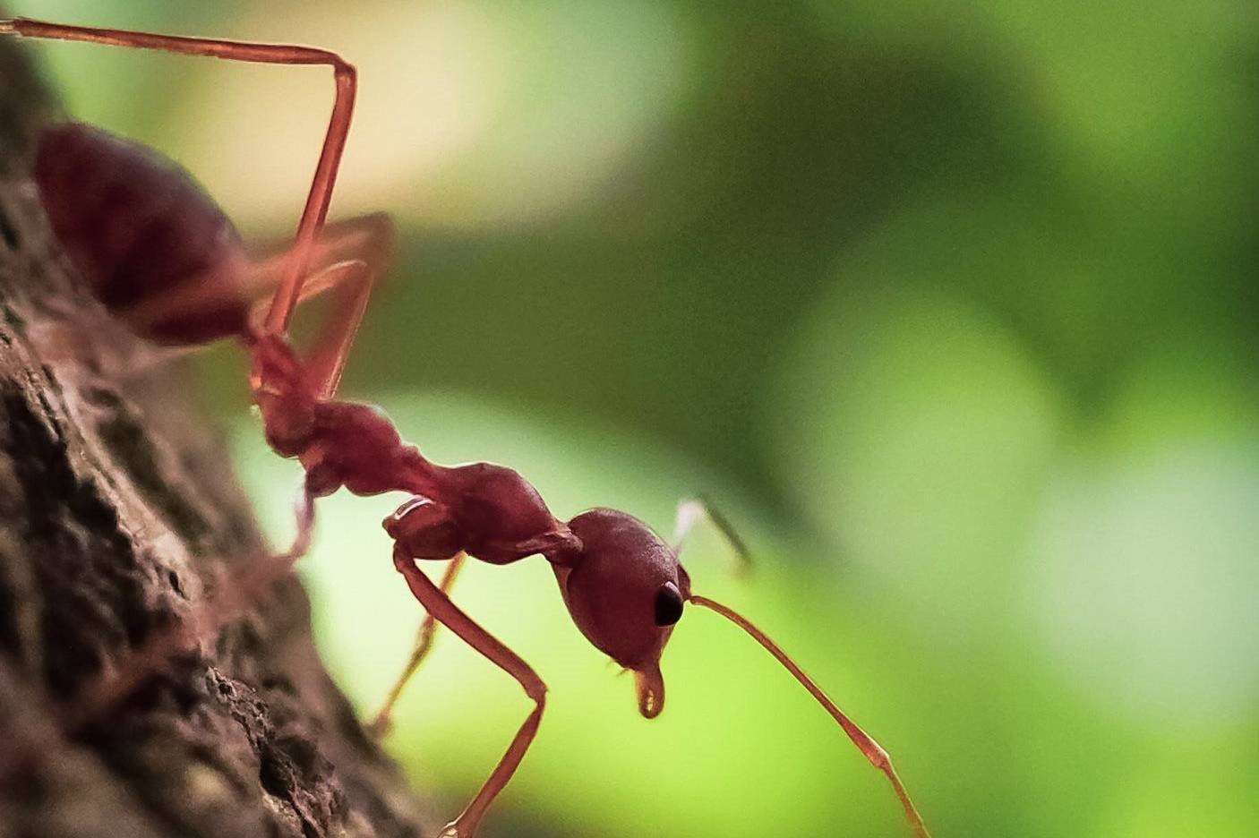 Effective Fire Ant Control Solutions | Kyle, TX - Hub Pest Solutions Effective Fire Ant Control Solutions | Kyle, TX - Hub Pest Solutions