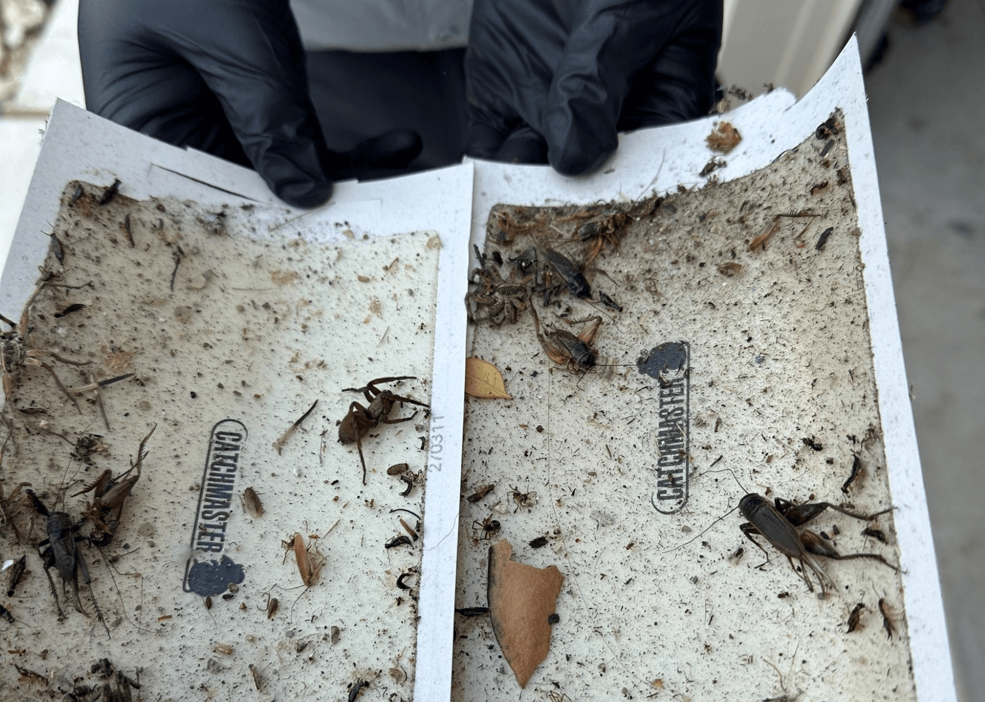 Targeted Cockroach Control Services | Kyle, TX - Hub Pest Solutions