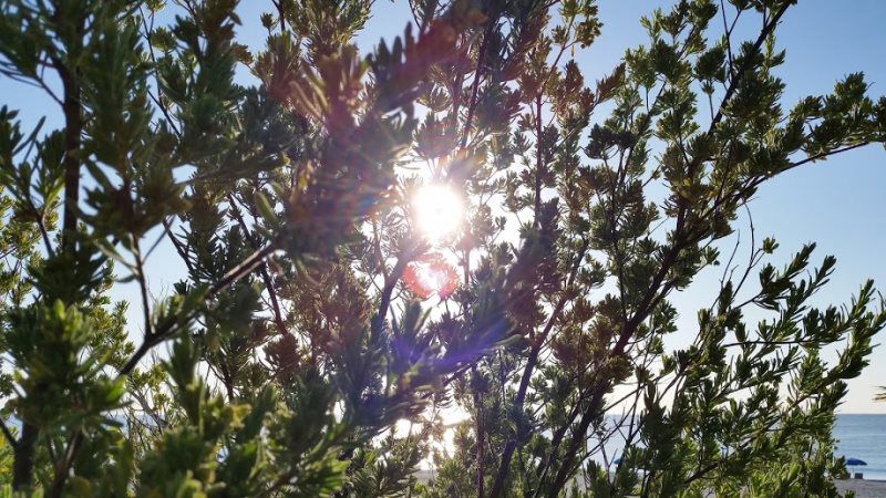 Home - Zen Den Yoga School and Retreat Center