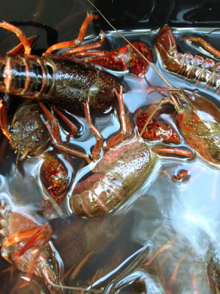 Live Crawfish