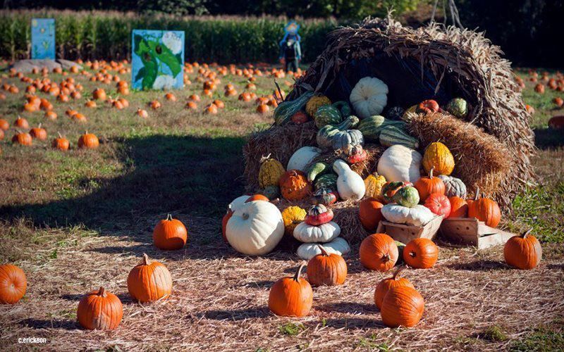 Fall Activities - Secor Farms