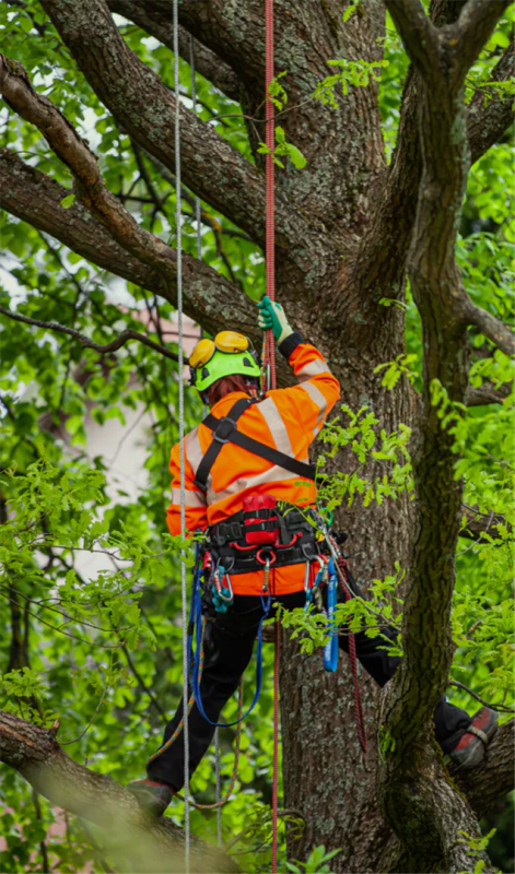 Home - Angeles Landscaping and Tree Services Inc