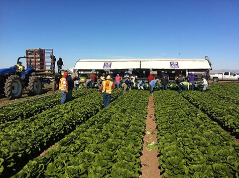 Church Brothers Farms: Vegetable & Salad Growers - Church Brothers Farms